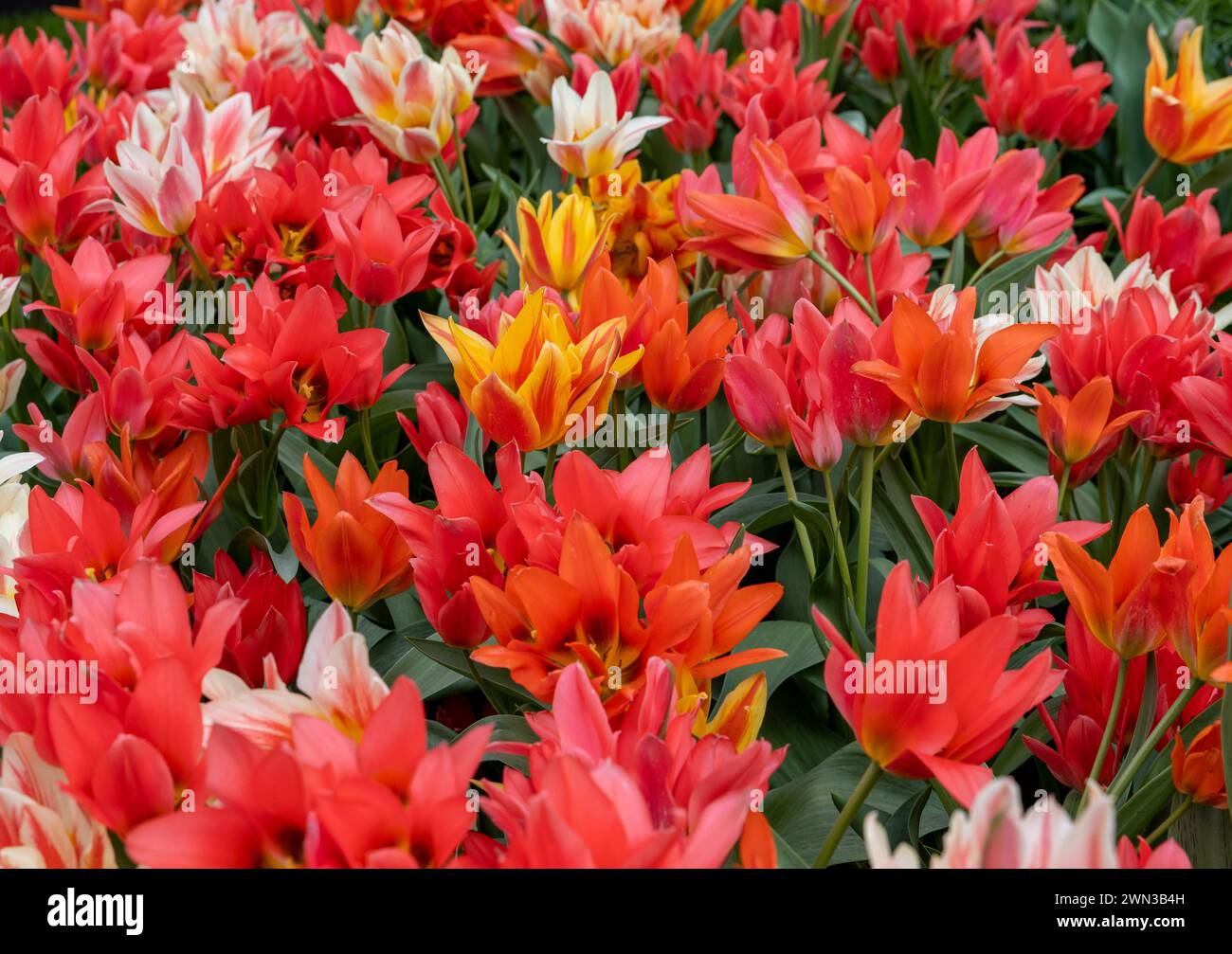 Tulip called Fun Colours mix. Glorious mix consists of the tulip ...
