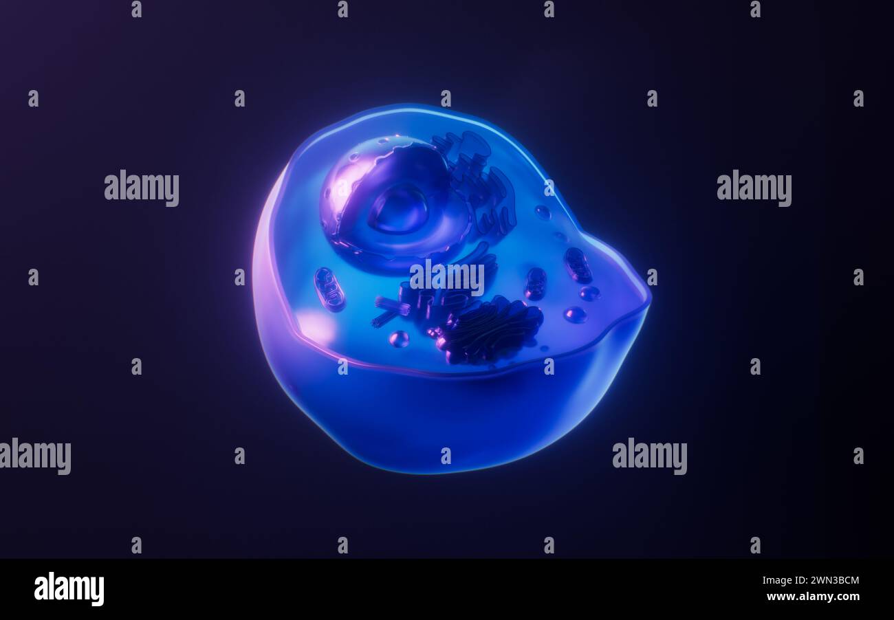 Illustration animal cell organelles hi-res stock photography and images ...