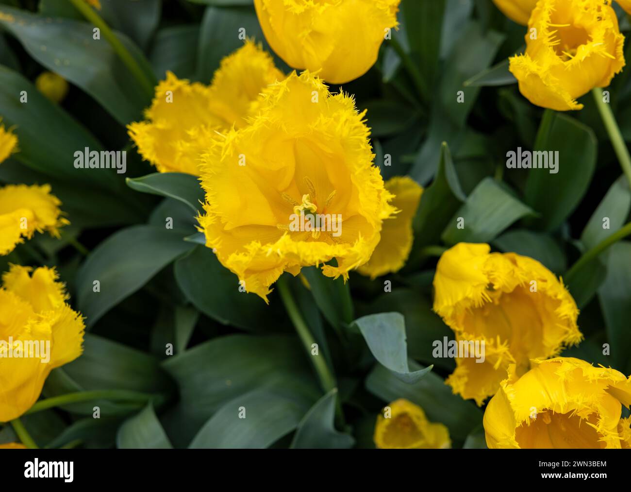 Yellow tulip called Sun Frillzz, Fringed group. Tulips are divided into ...