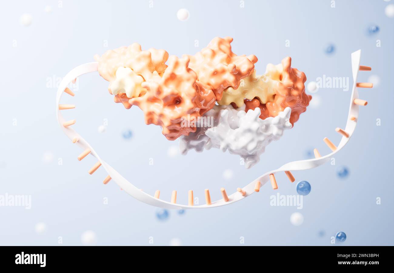 Transcription and translation dna hi-res stock photography and images ...