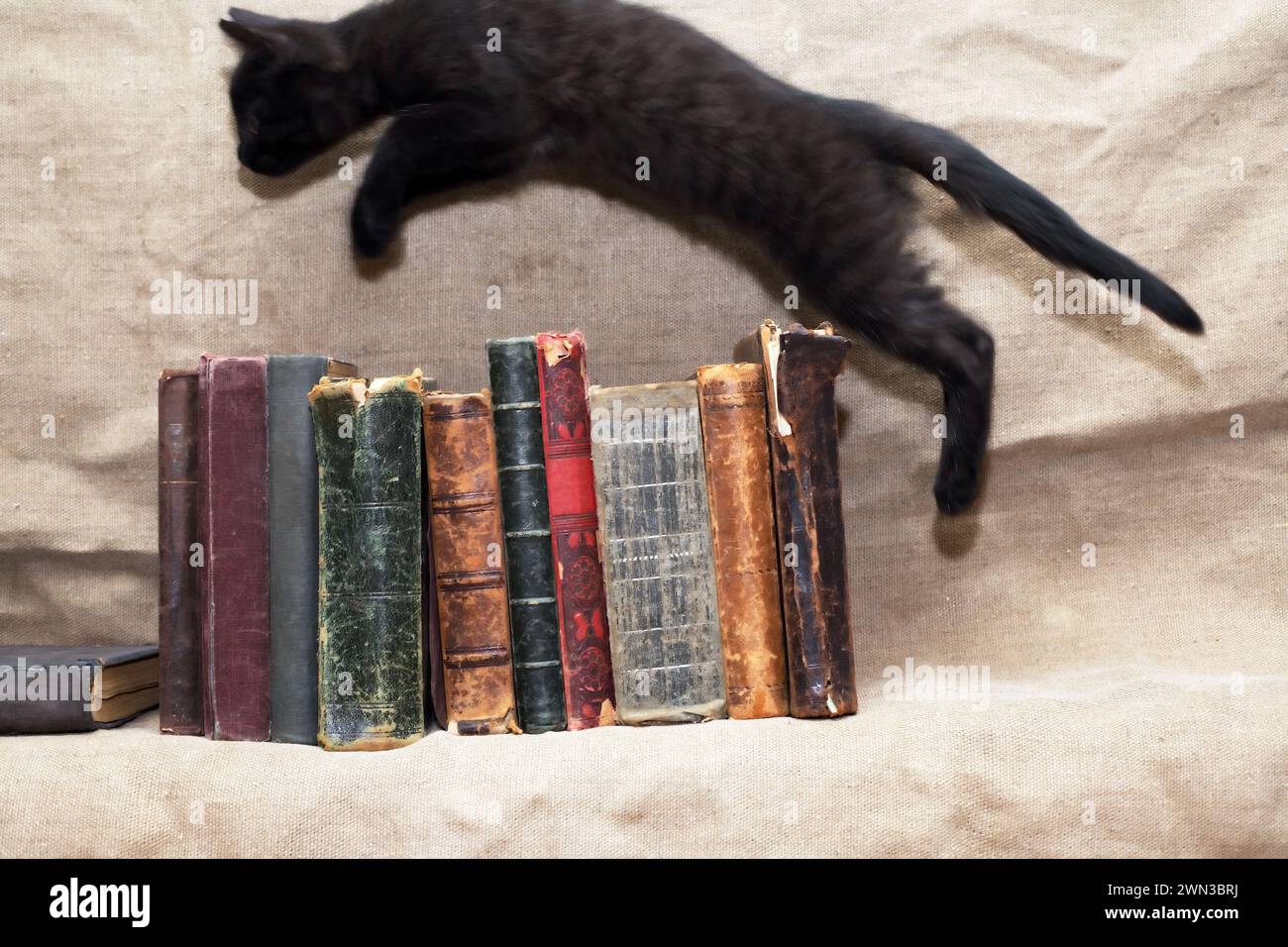 Stack of books and cat hi-res stock photography and images - Alamy