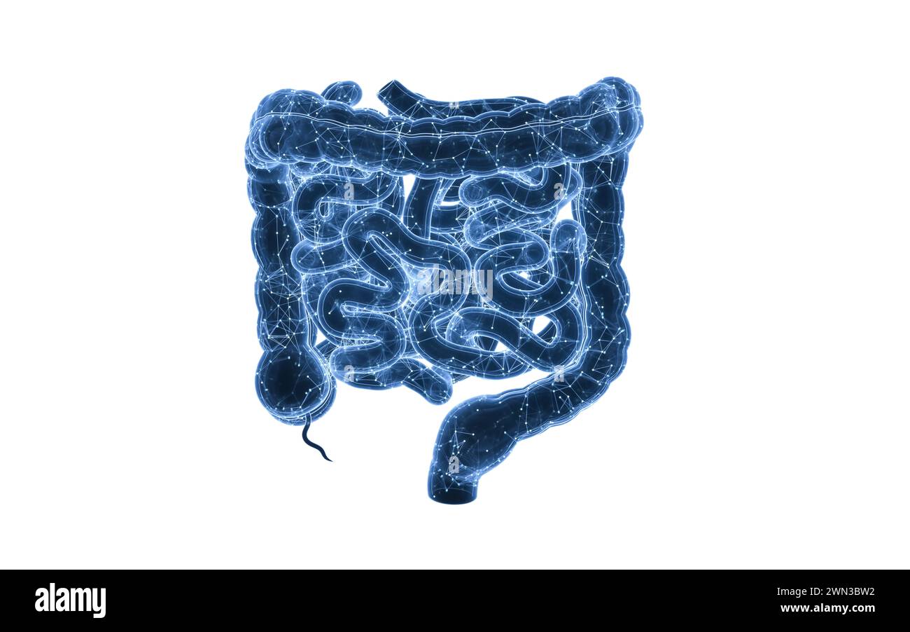Intestinal tract with digital structure, 3d rendering. 3D illustration ...