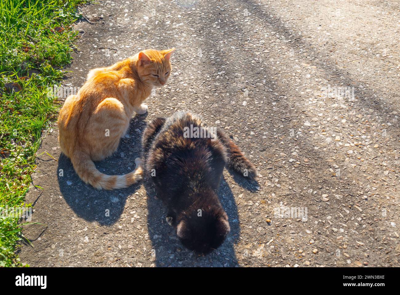 Two stray cats Stock Photo - Alamy