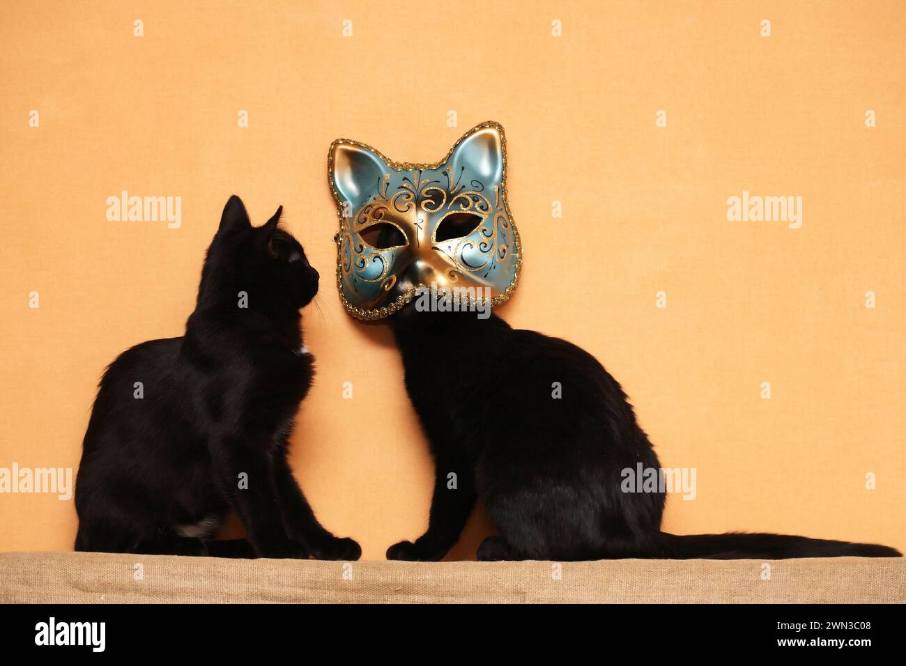 Muzzle fitting hi-res stock photography and images - Alamy