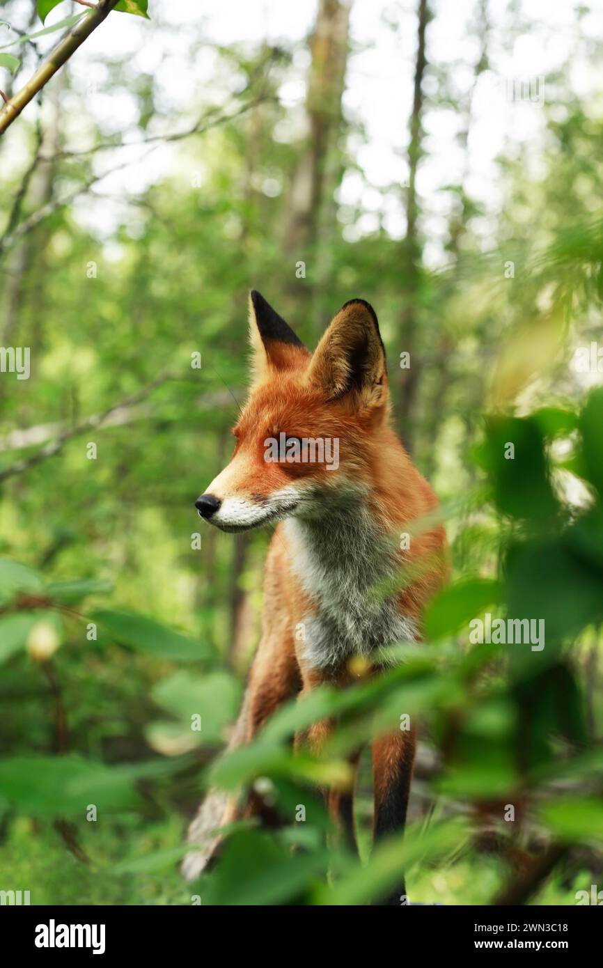 Red fox communication hi-res stock photography and images - Alamy