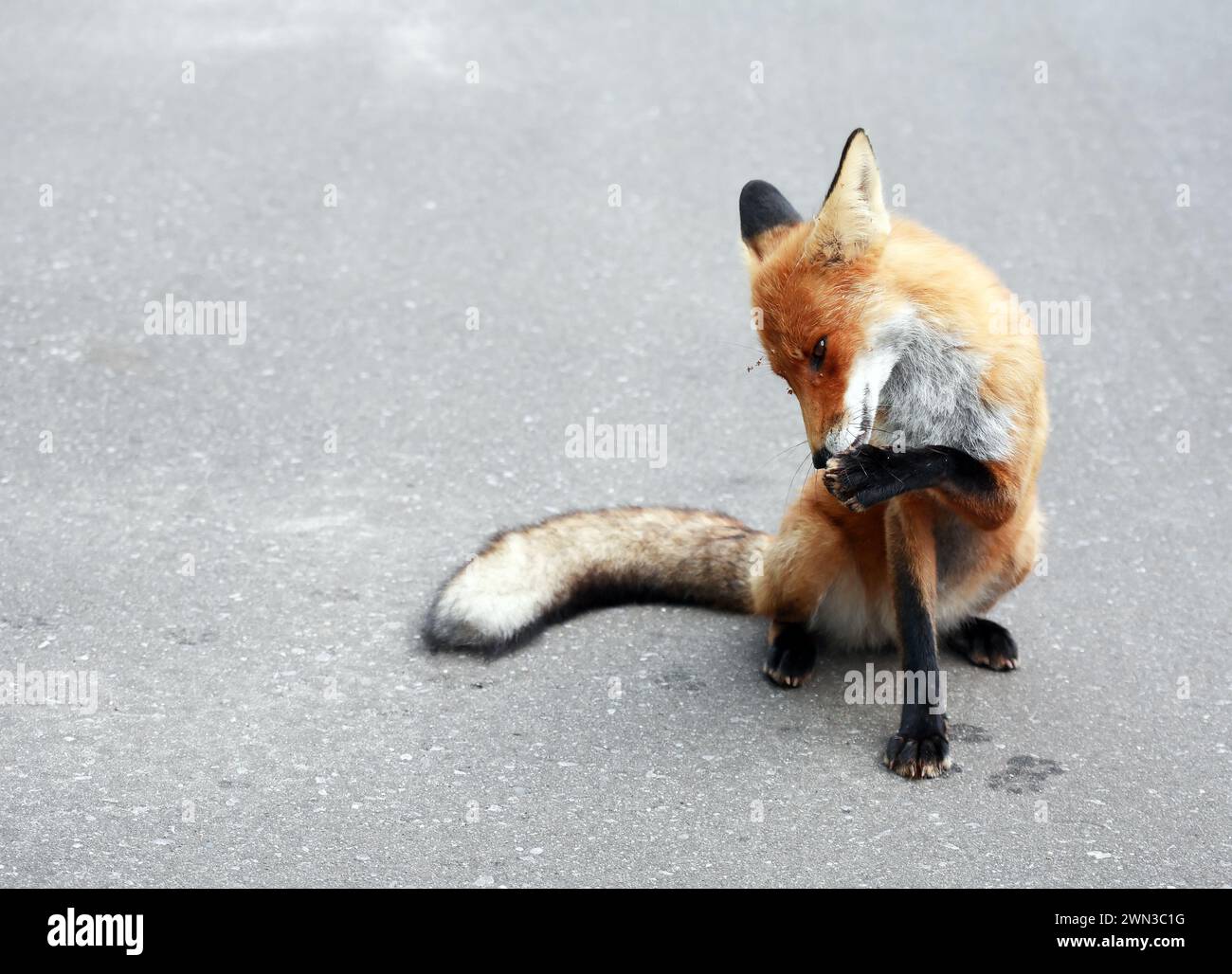 Friendship communication animals hi-res stock photography and images ...