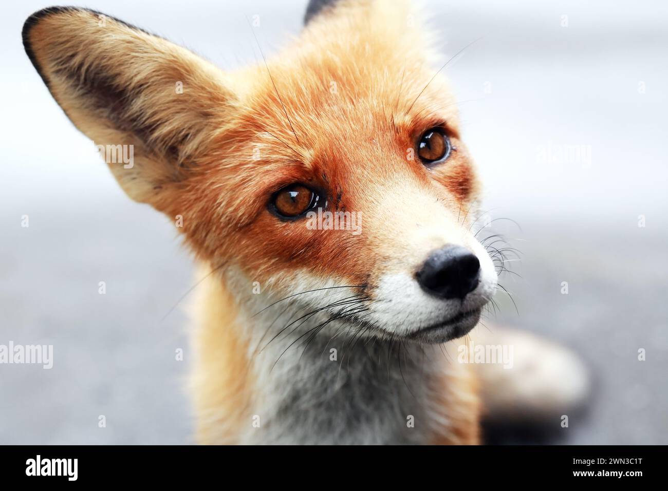 Communication with animals. Portrait of a fox closeup on nice gray ...