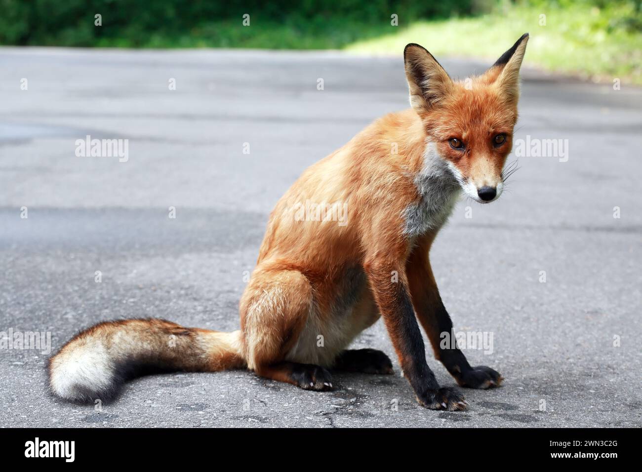 Communication with animals. The fox sits and looks into the lens Stock ...