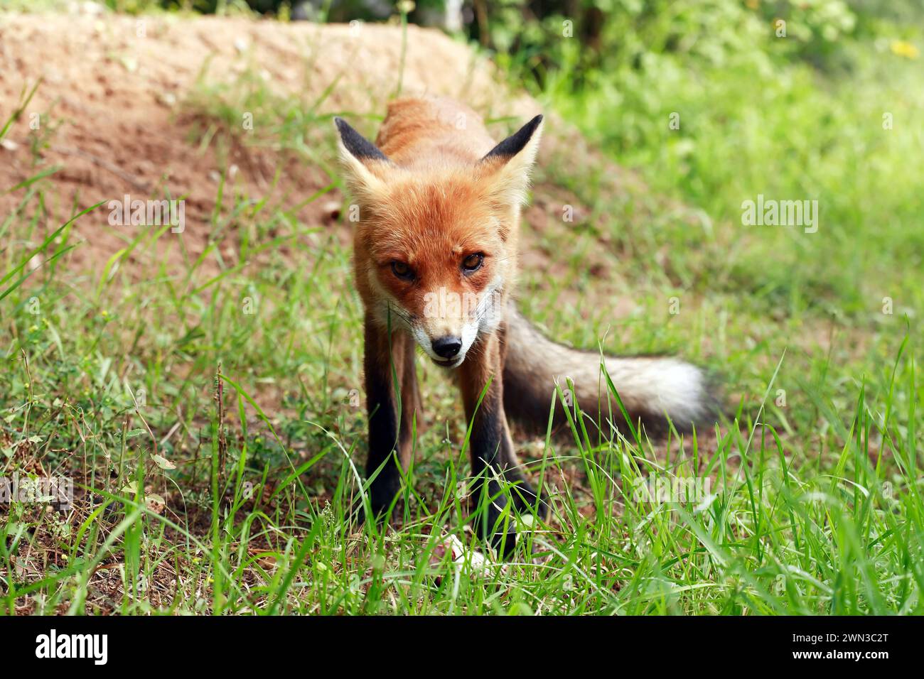 Communication with animals. Portrait of a fox in summer background ...