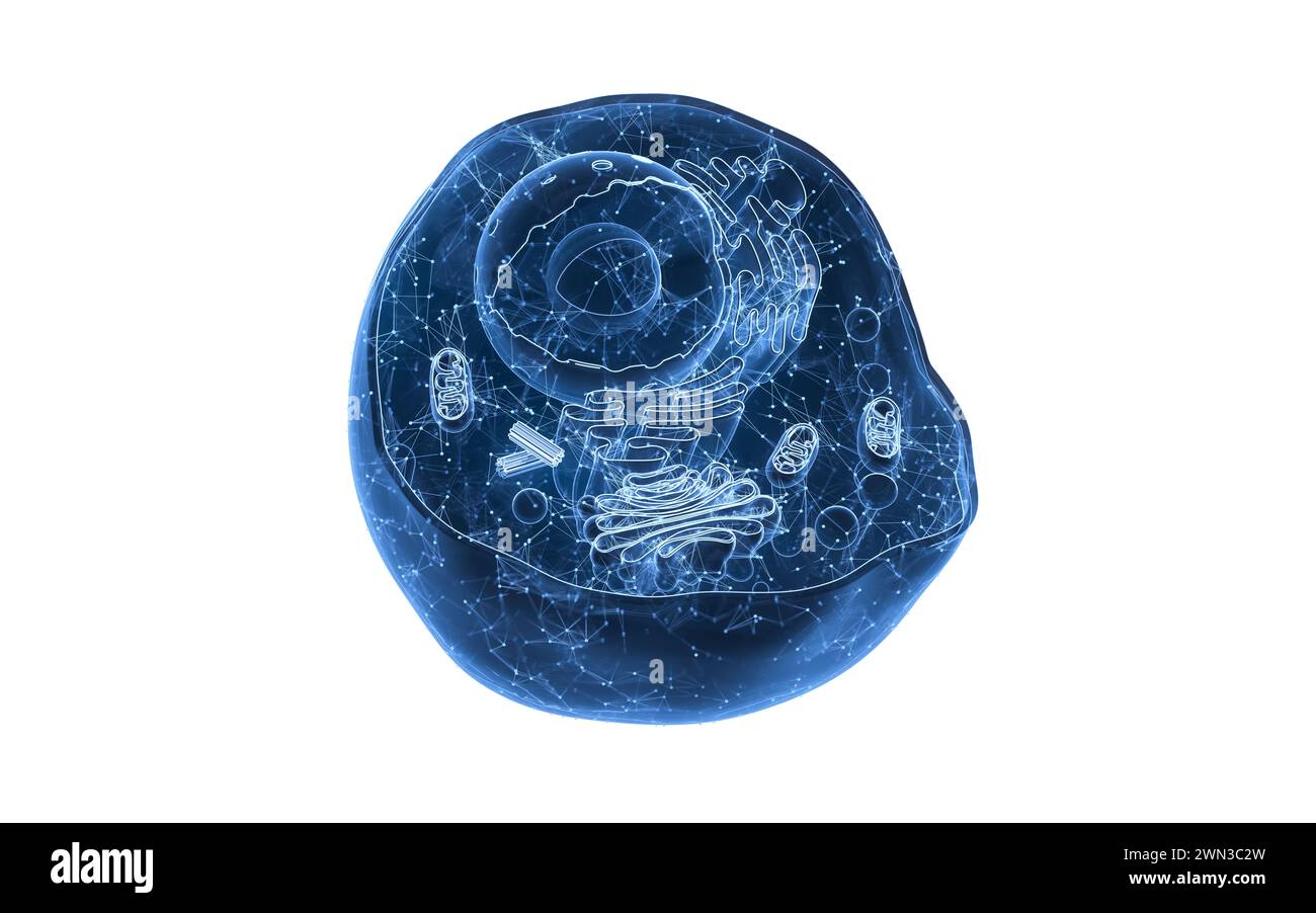 Internal structure of an animal cell, 3d rendering. Section view. 3D ...