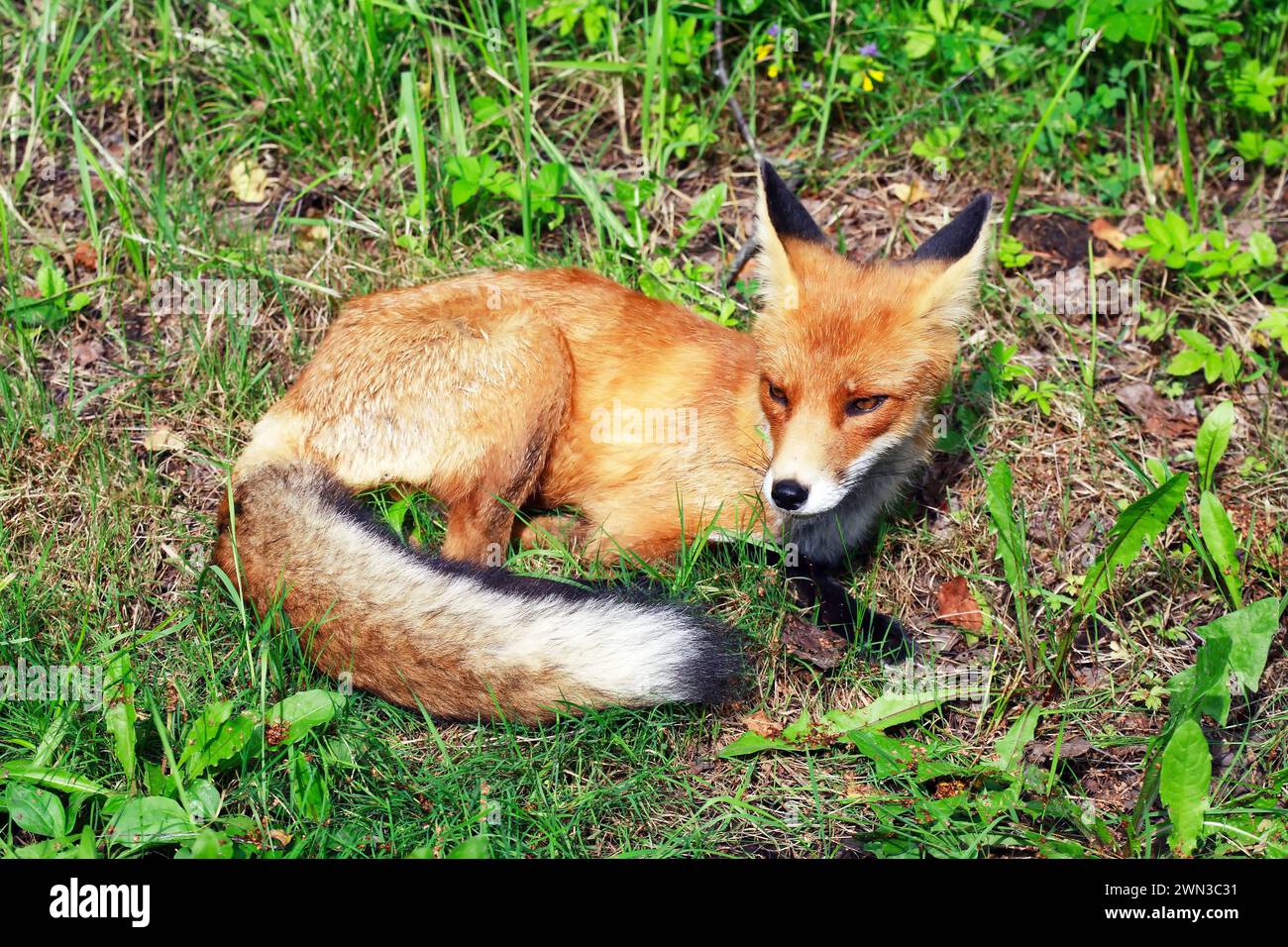 Communication with animals. Portrait of a fox in summer background ...