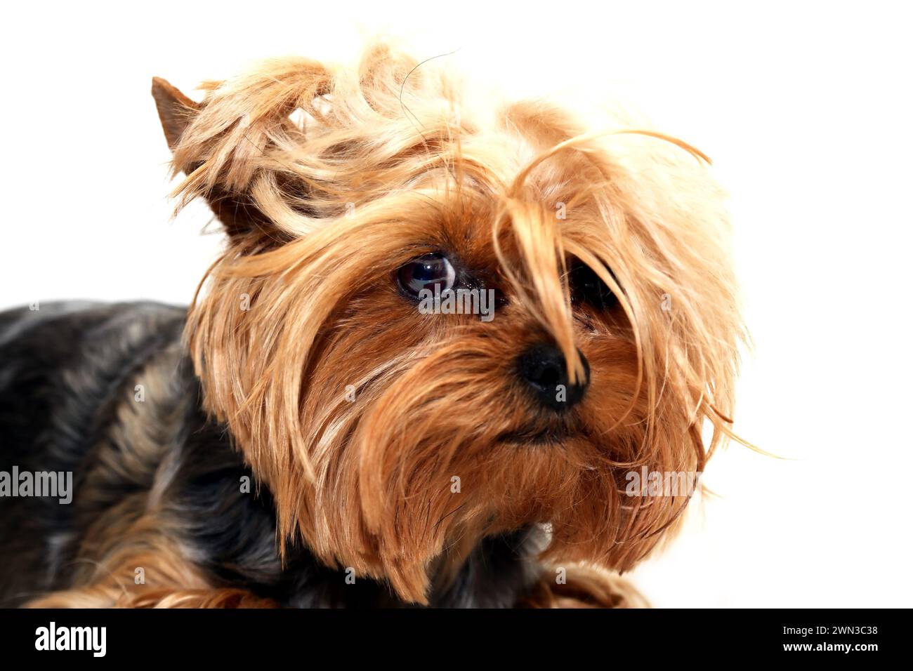 Dog scared child hi-res stock photography and images - Alamy