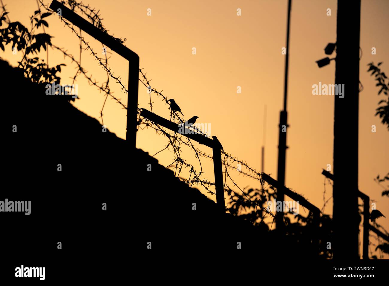 Silhouette bird barbed wire hi-res stock photography and images - Alamy