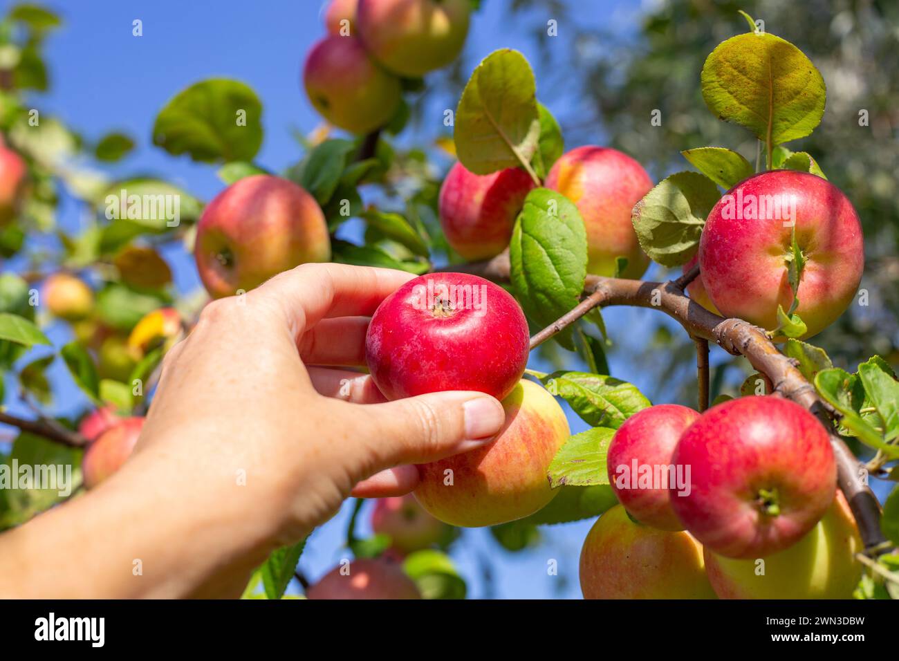 Female farmer harvesting apples in hi-res stock photography and images ...