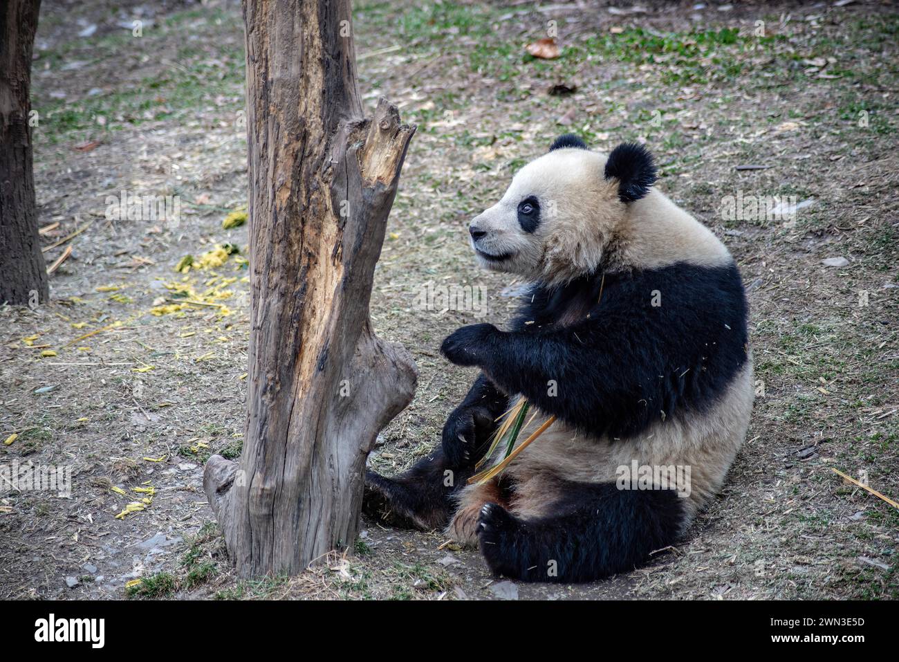 Giant pandas play after a snowfall in Aba Prefecture, southwest China's ...
