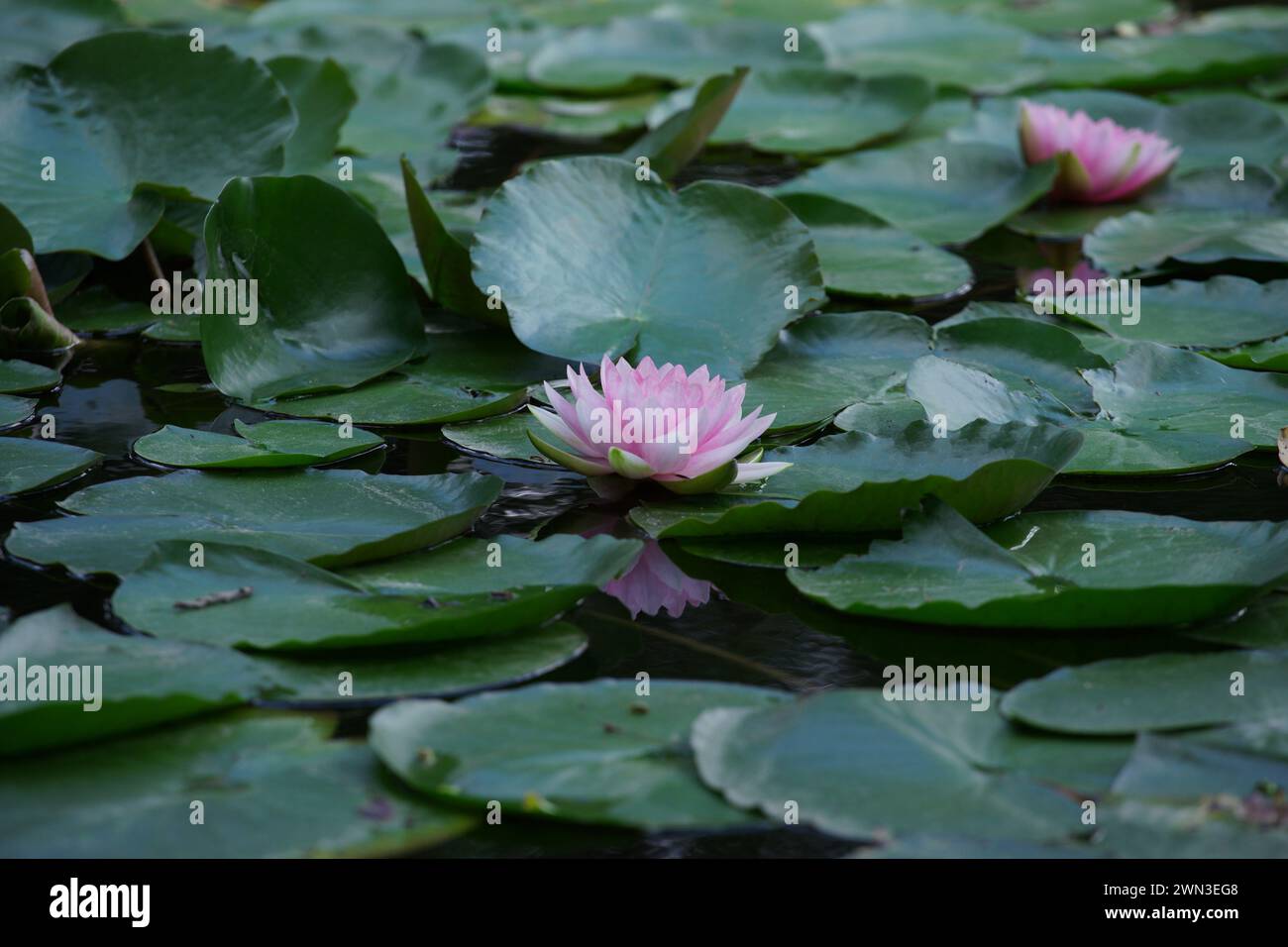 The pinkish-white water lilies with green lily pads floating on pond's surface Stock Photo - Alamy