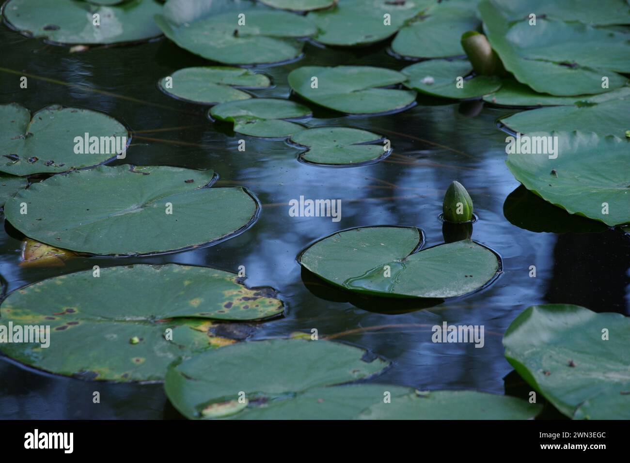 The green lily pads floating on pond's surface Stock Photo - Alamy