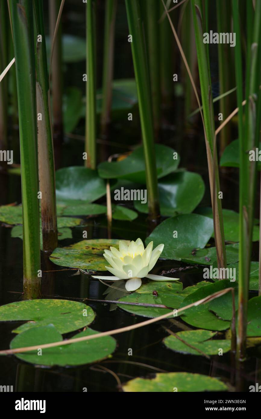 Numerous lily pads hi-res stock photography and images - Alamy