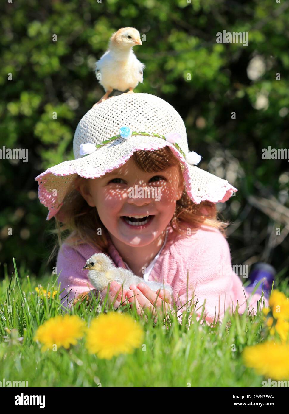 Baby hens hi-res stock photography and images - Alamy