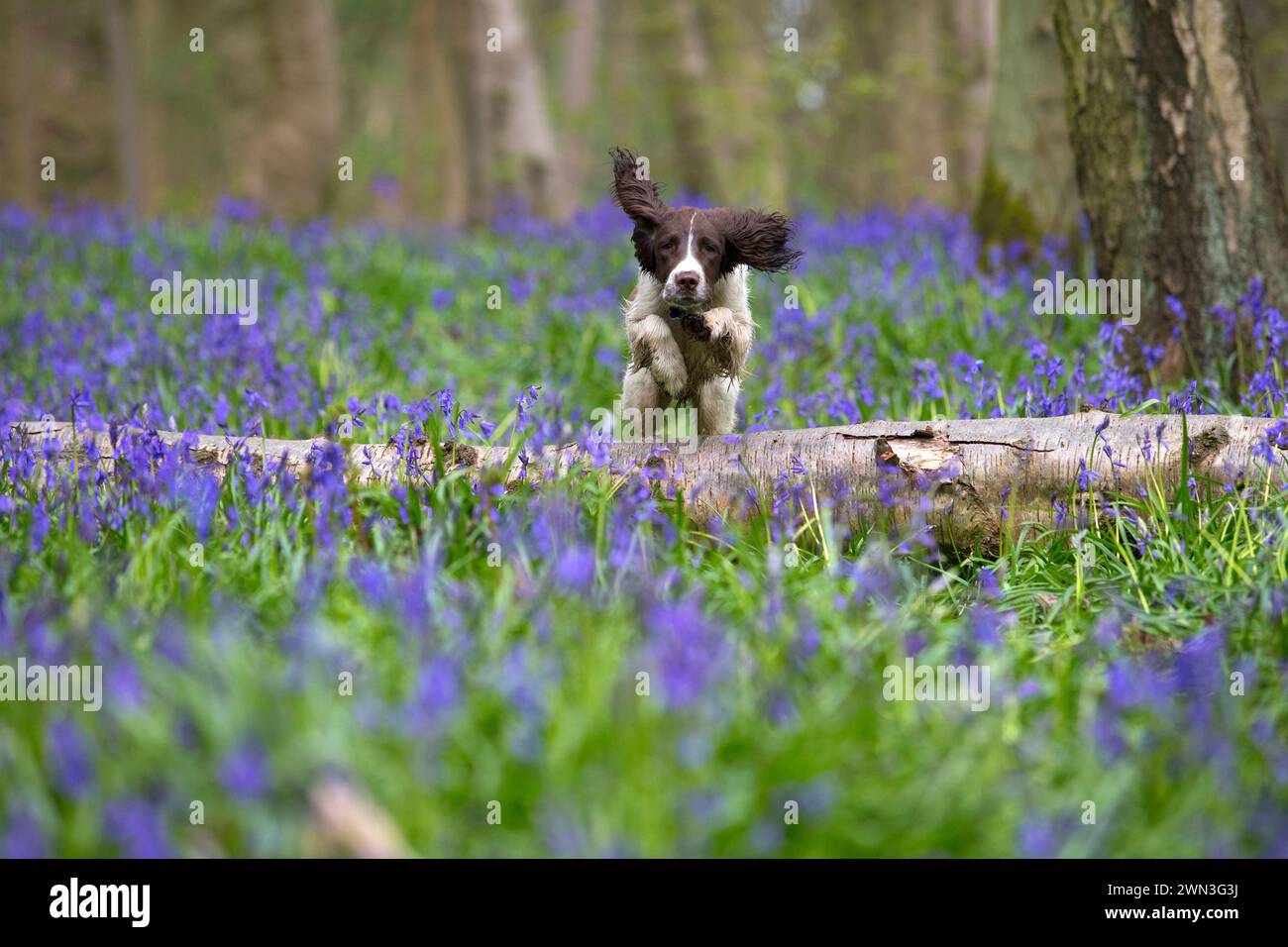 20/04/15 Six-month-old springer spaniel puppy, Chester, plays among the ...