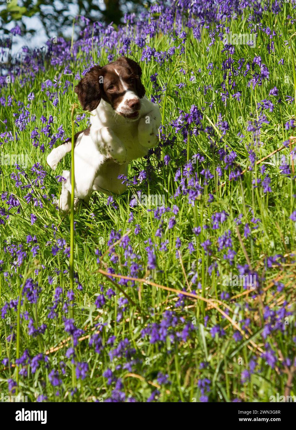 21/05/15 As the sun makes a welcome return, seven-month old, springer ...