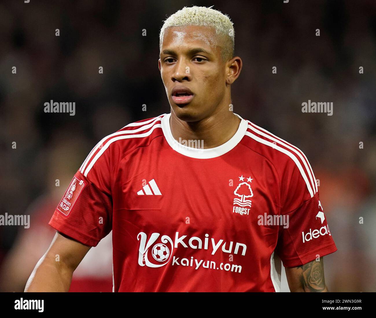 Danilo forest hi-res stock photography and images - Alamy