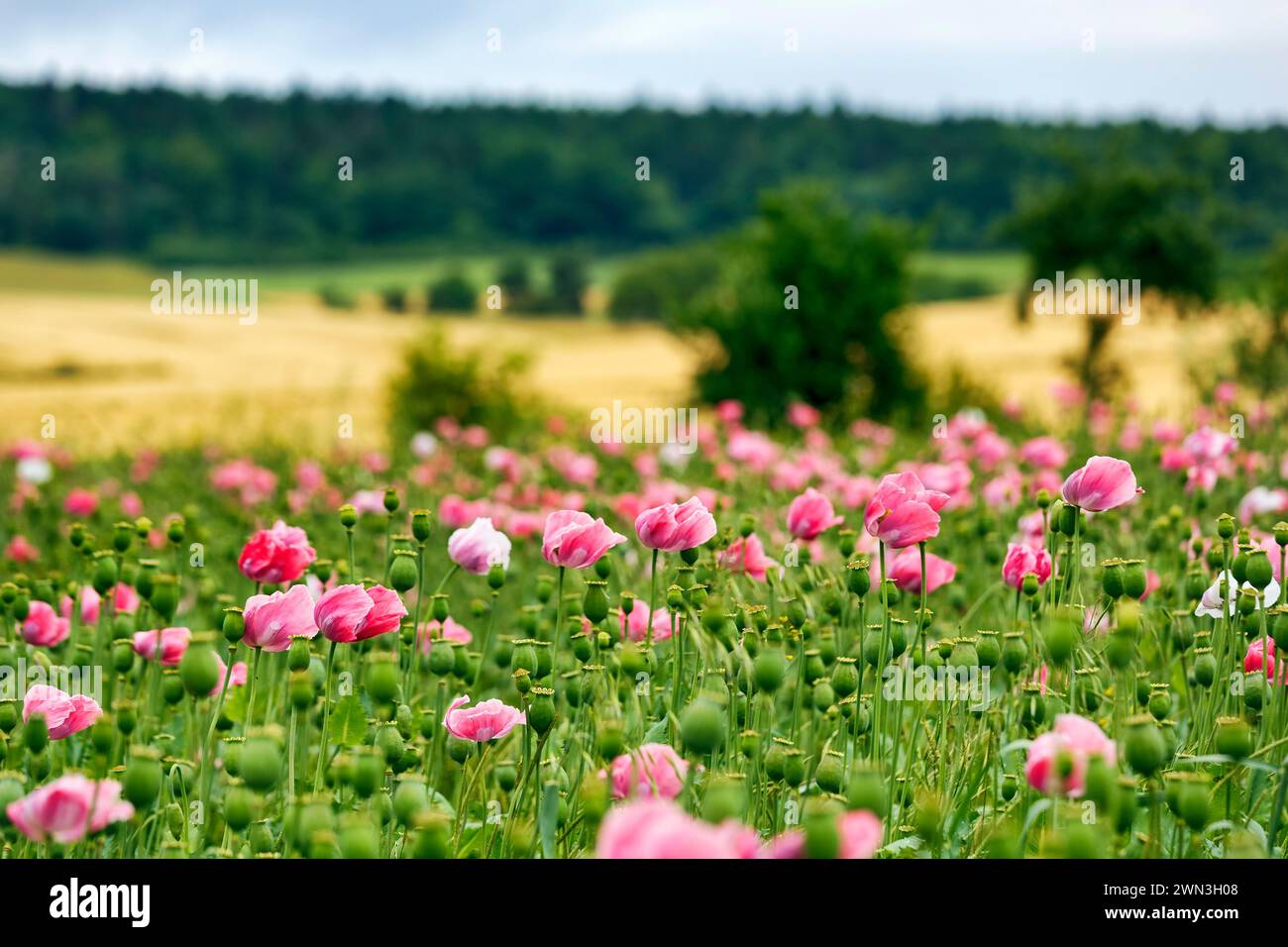 Opium poppy (Papaver somniferum), cultivation of edible poppy, poppy ...