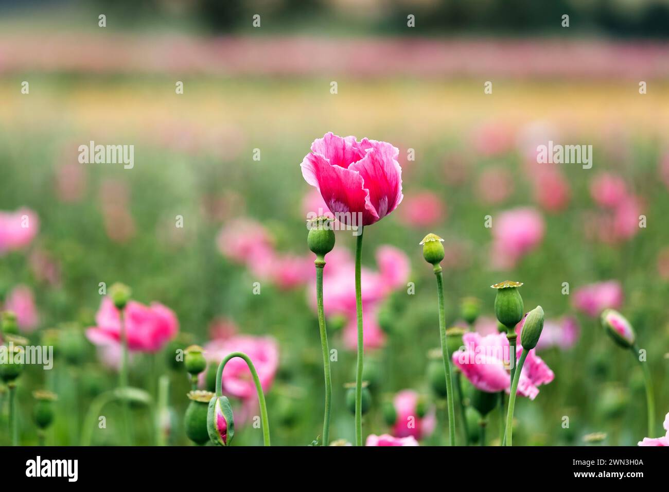 Opium poppy (Papaver somniferum), cultivation of edible poppy, poppy ...