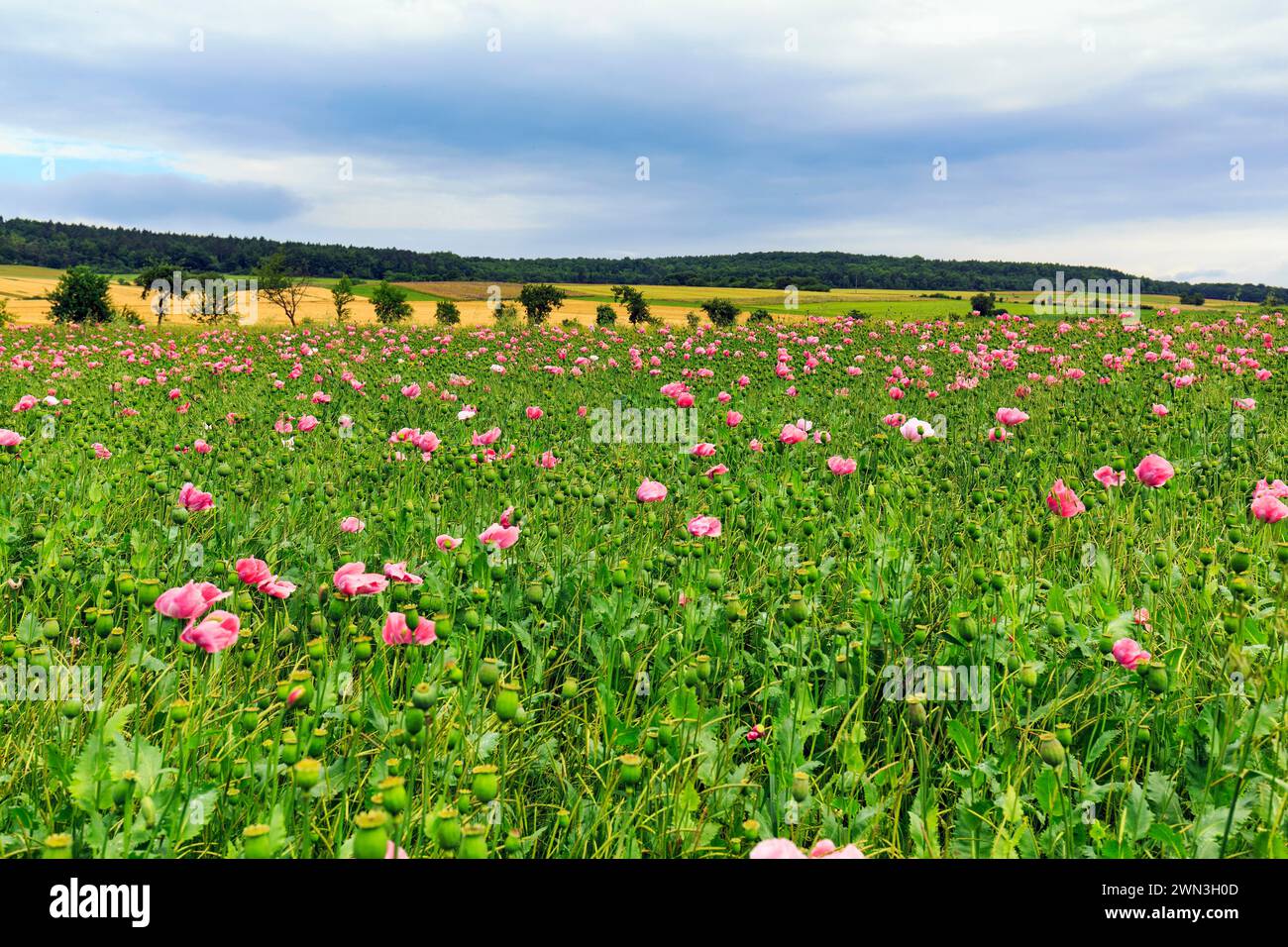 Opium poppy (Papaver somniferum), cultivation of edible poppy, poppy ...