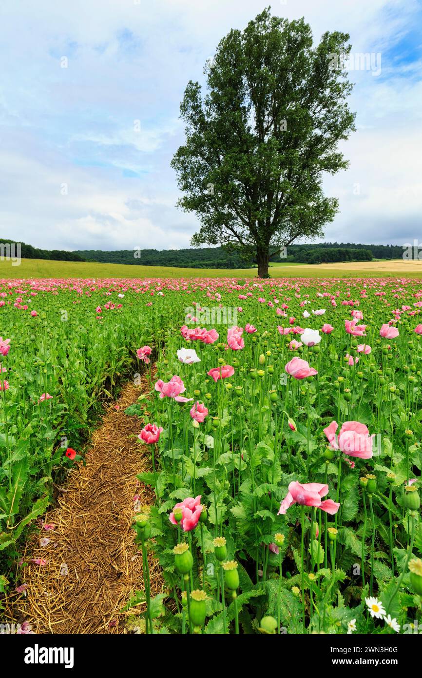Hiking trail in an opium poppy (Papaver somniferum), solitary tree in a ...