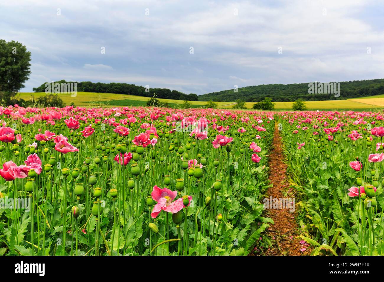 Hiking trail in opium poppy (Papaver somniferum), cultivation of edible ...