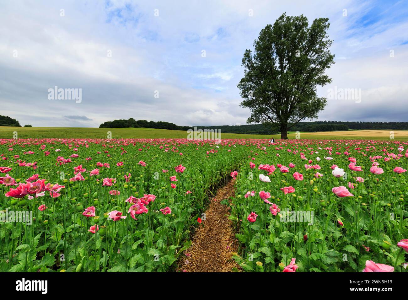 Hiking trail in an opium poppy (Papaver somniferum), solitary tree in a ...