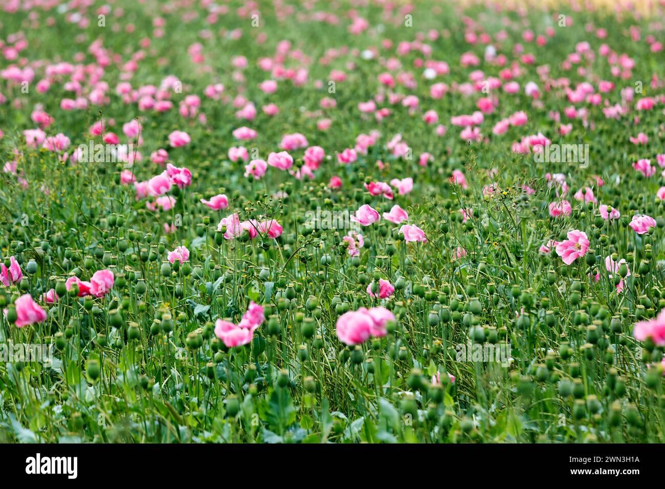 Opium poppy (Papaver somniferum), cultivation of edible poppy, poppy ...