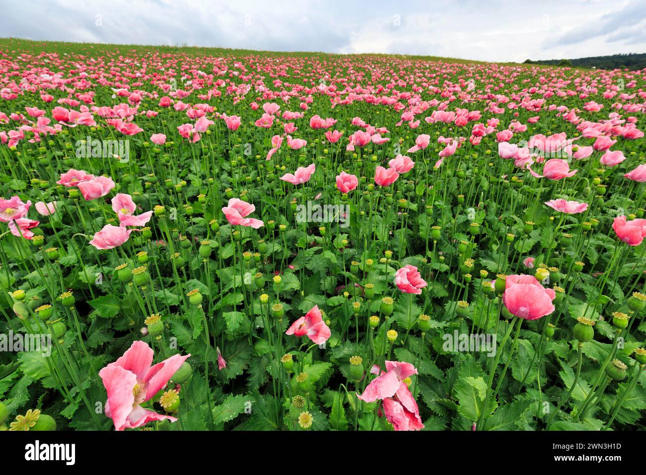 Opium poppy (Papaver somniferum), cultivation of edible poppy, poppy ...