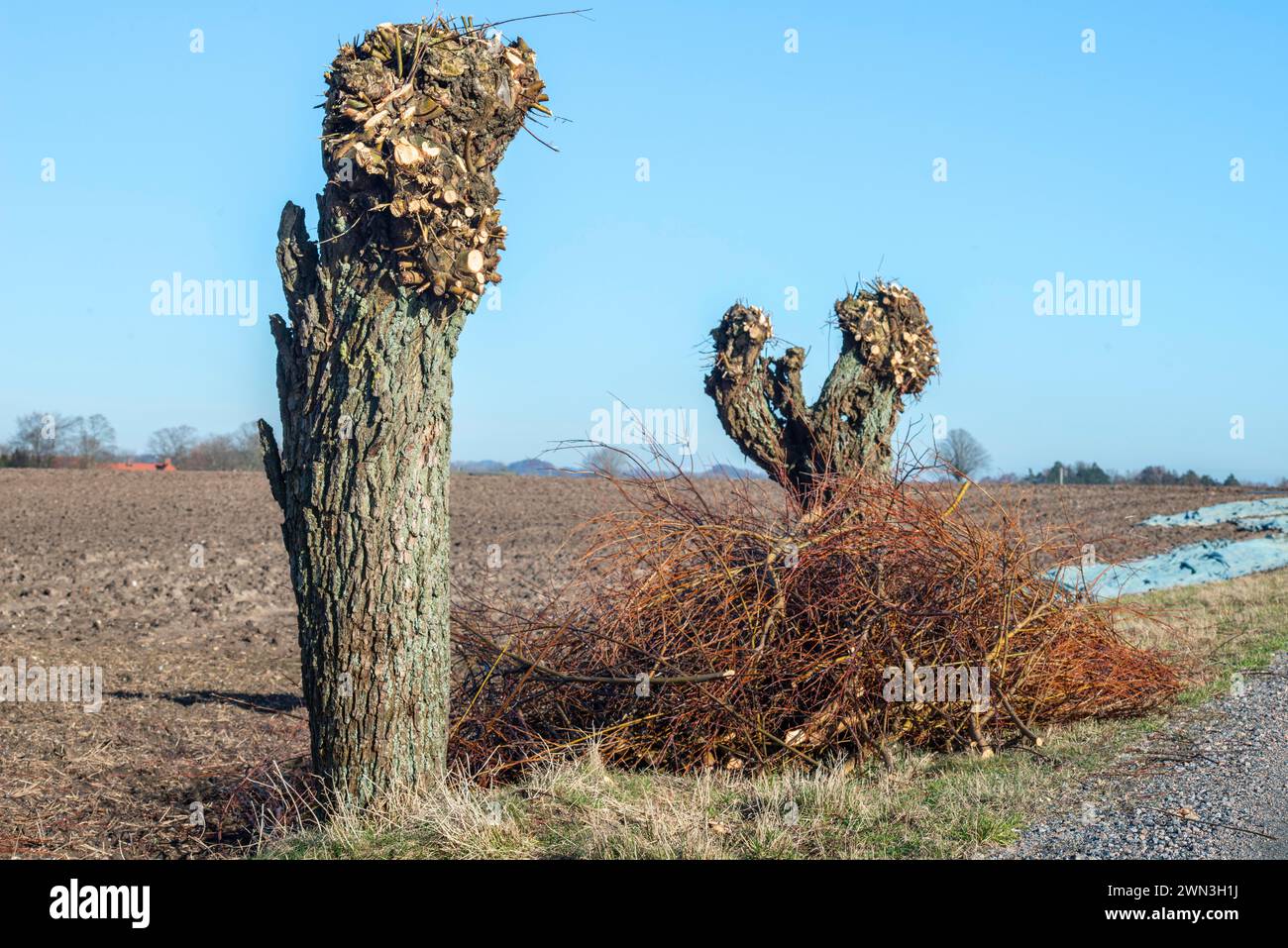Pile of twigs hi-res stock photography and images - Alamy
