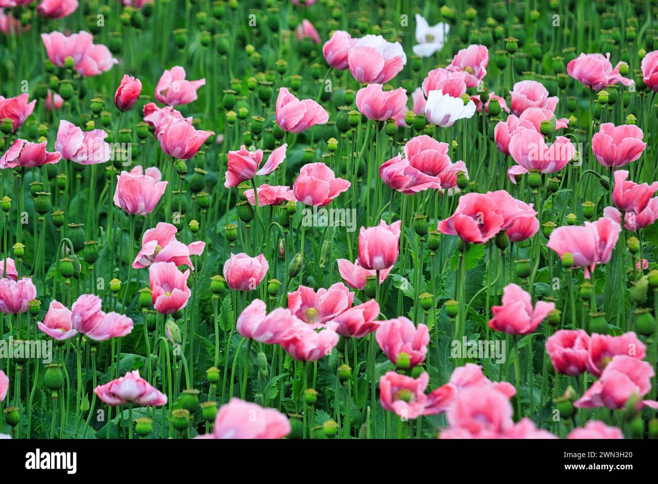 Opium poppy (Papaver somniferum), cultivation of edible poppy, poppy ...