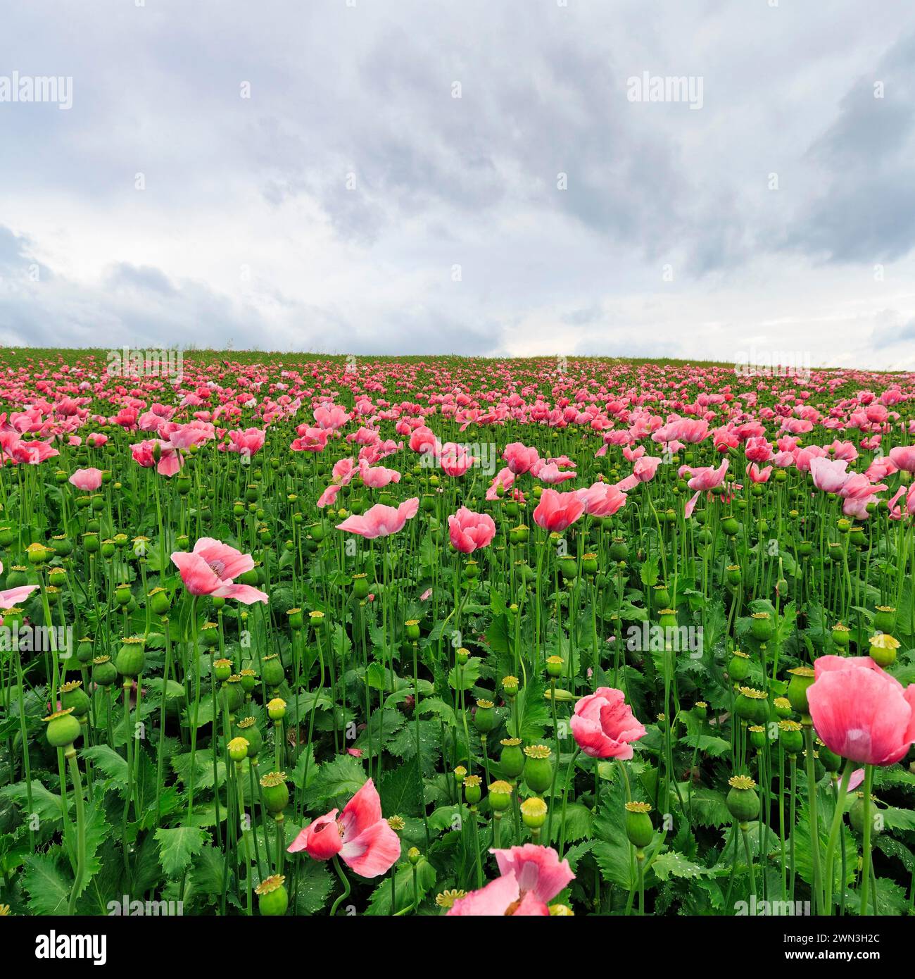 Opium poppy (Papaver somniferum), cultivation of edible poppy, poppy ...