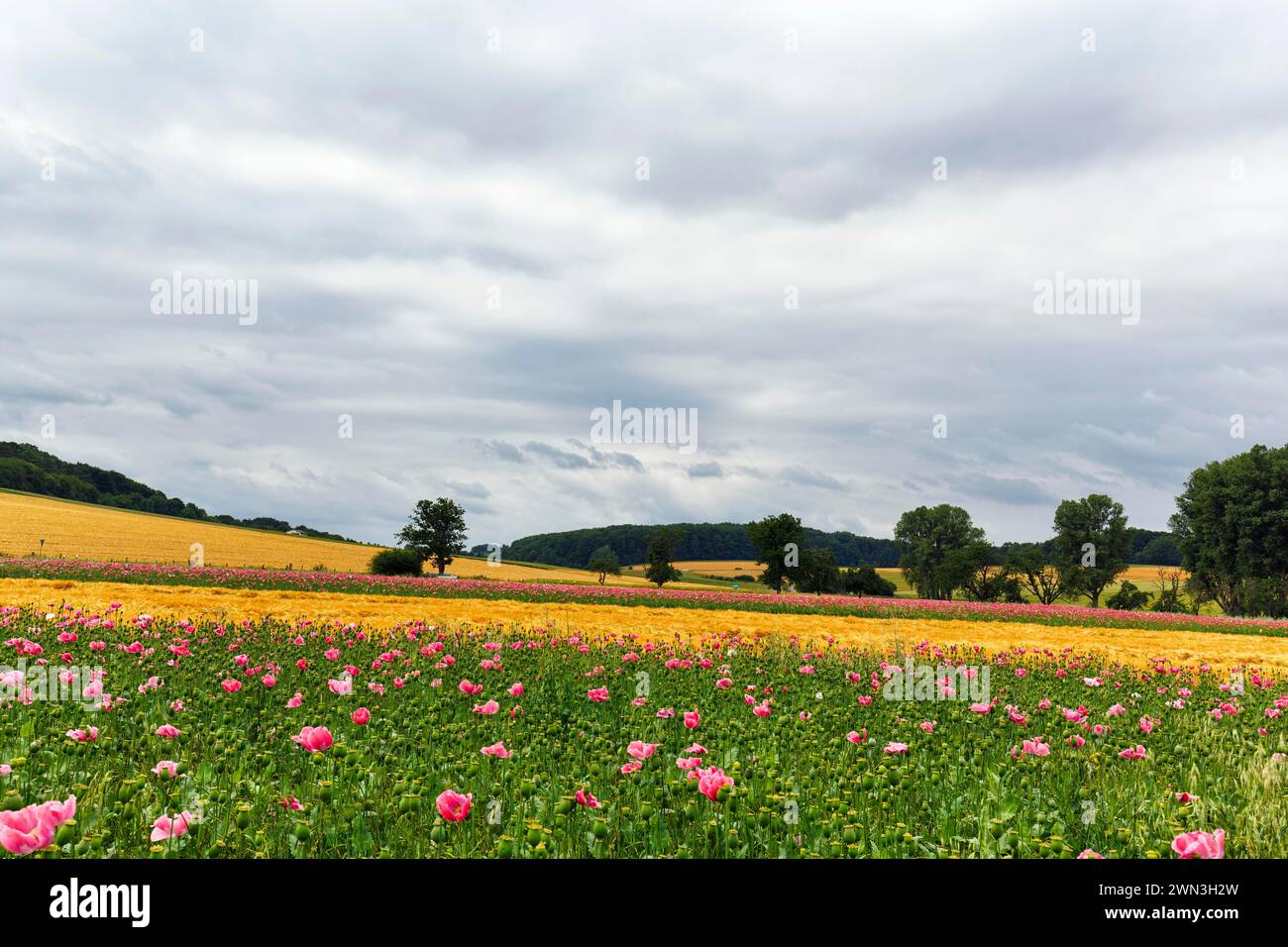 Opium poppy (Papaver somniferum), cultivation of edible poppy, poppy ...