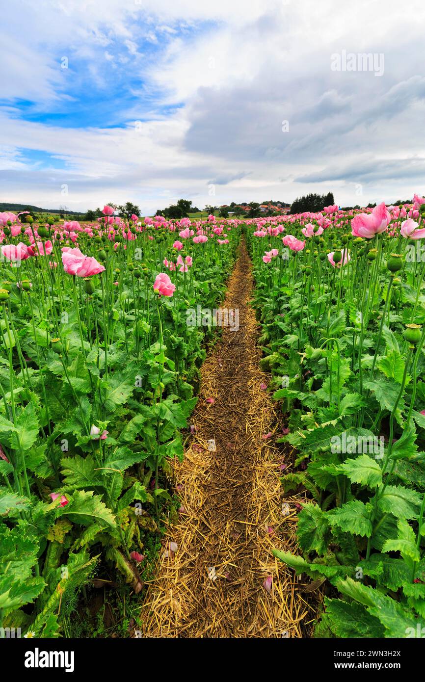 Hiking trail, circular trail in the opium poppy (Papaver somniferum ...