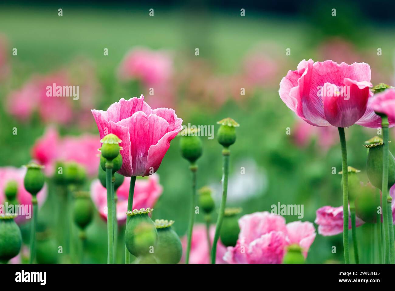 Opium poppy (Papaver somniferum), cultivation of edible poppy, poppy ...