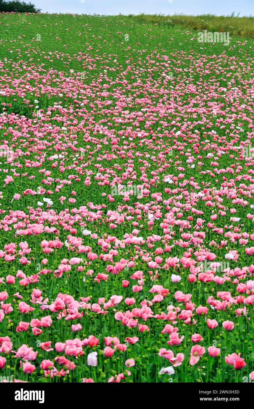 Opium poppy (Papaver somniferum), cultivation of edible poppy, poppy ...