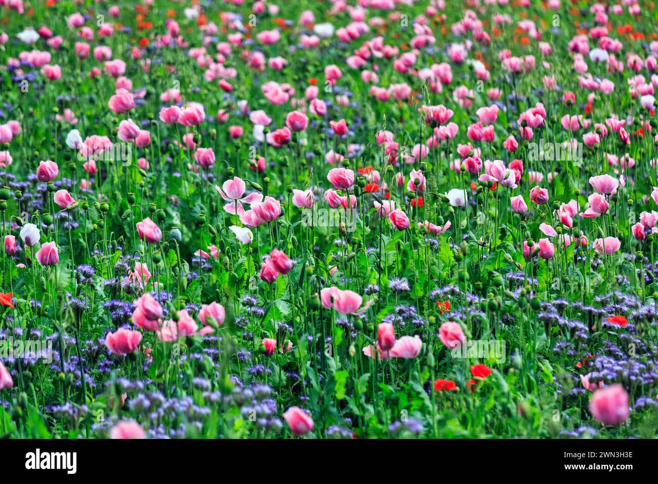 Opium poppy (Papaver somniferum), cultivation of edible poppy, poppy ...