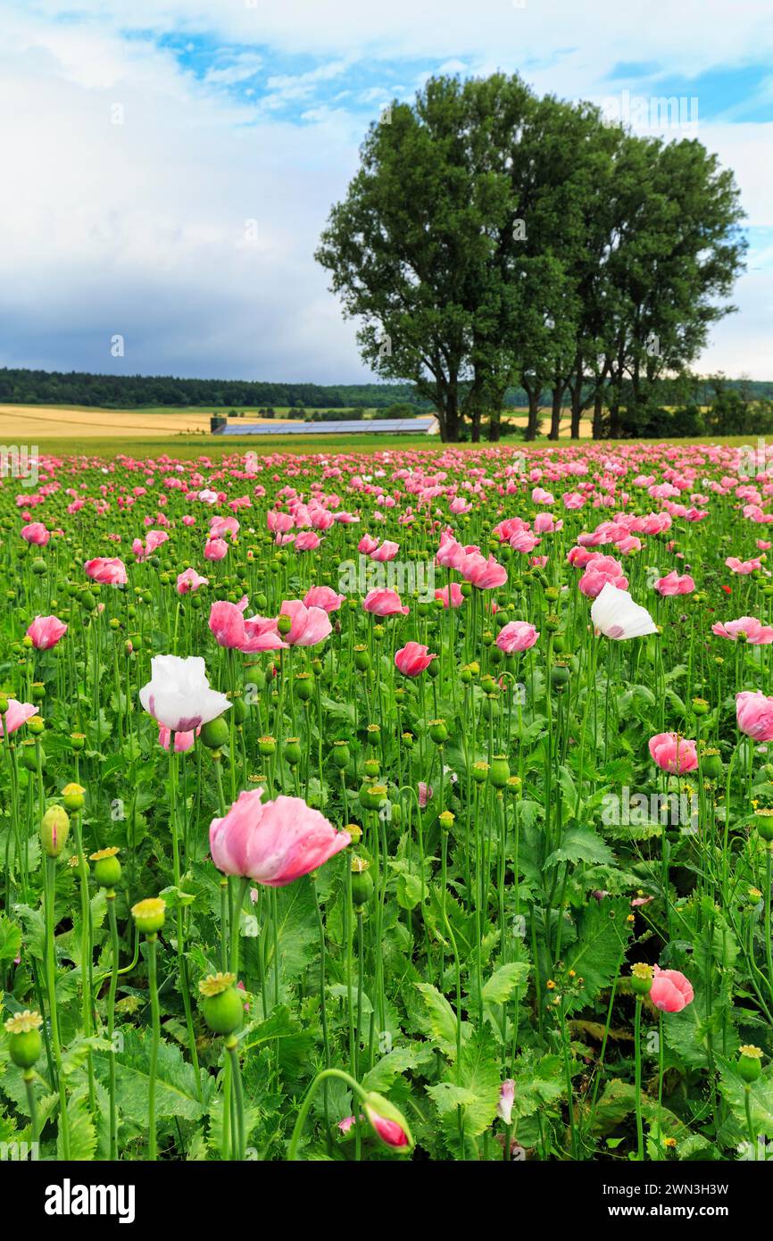 Opium poppy (Papaver somniferum), cultivation of edible poppy, poppy ...