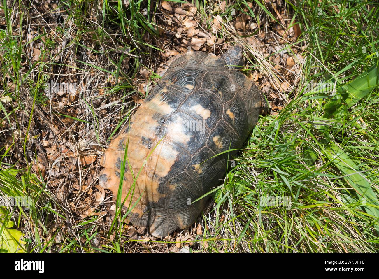 A tortoise with a strikingly patterned shell hidden in the green grass ...