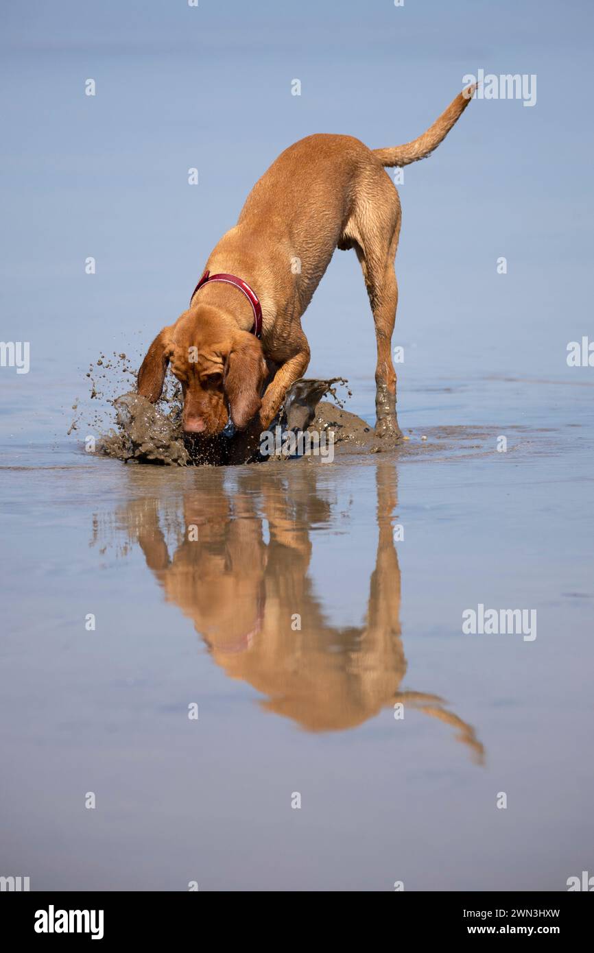 20/04/22 Eight-month-old Hungarian Vizsla puppy, Moreton, digs a hole ...