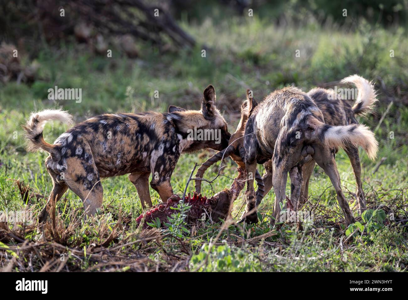 African wild dogs (Lycaon pictus) with prey, impala head, Madikwe Game ...