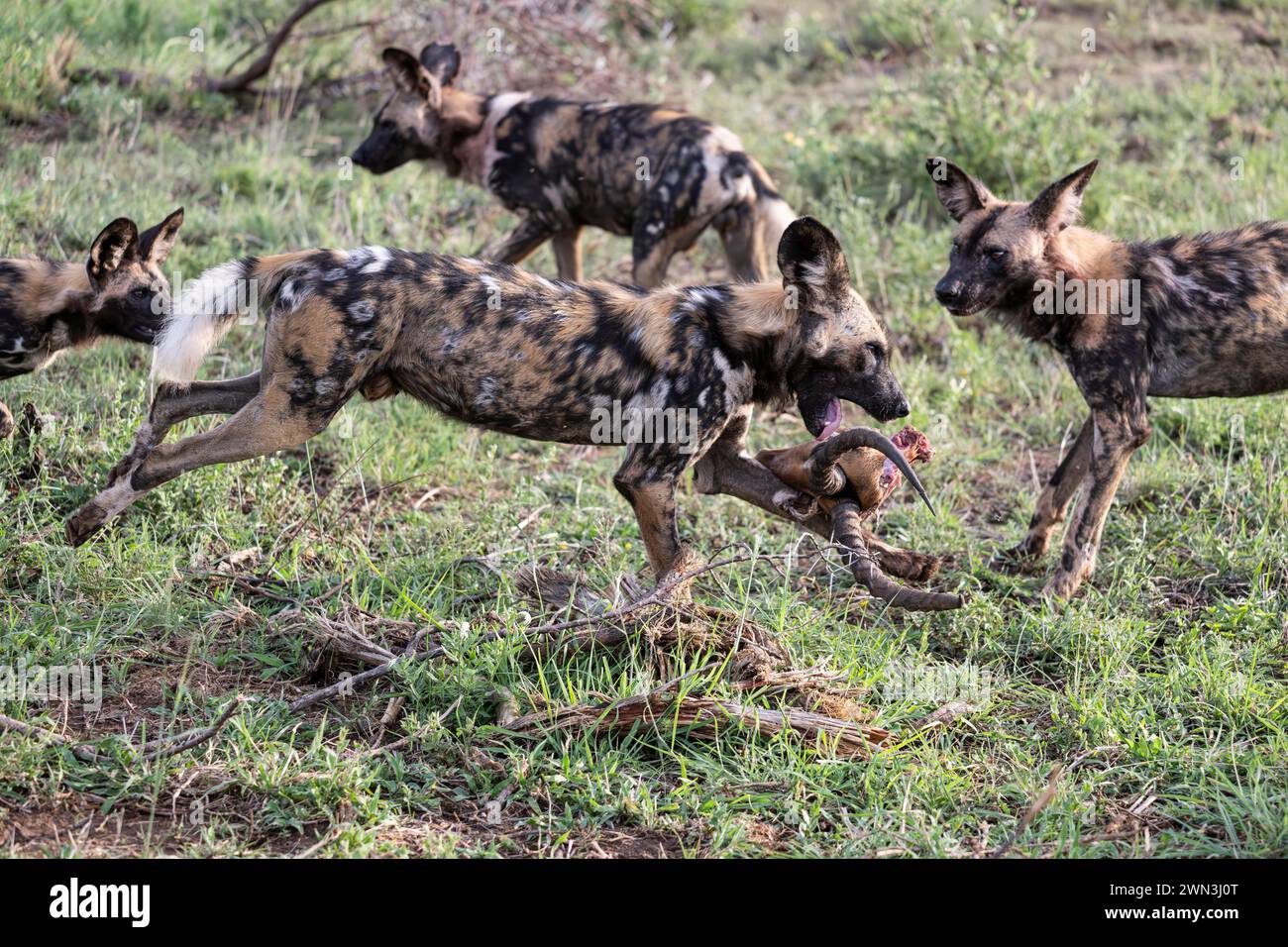 African wild dog (Lycaon pictus) with prey, impala head, Madikwe Game ...