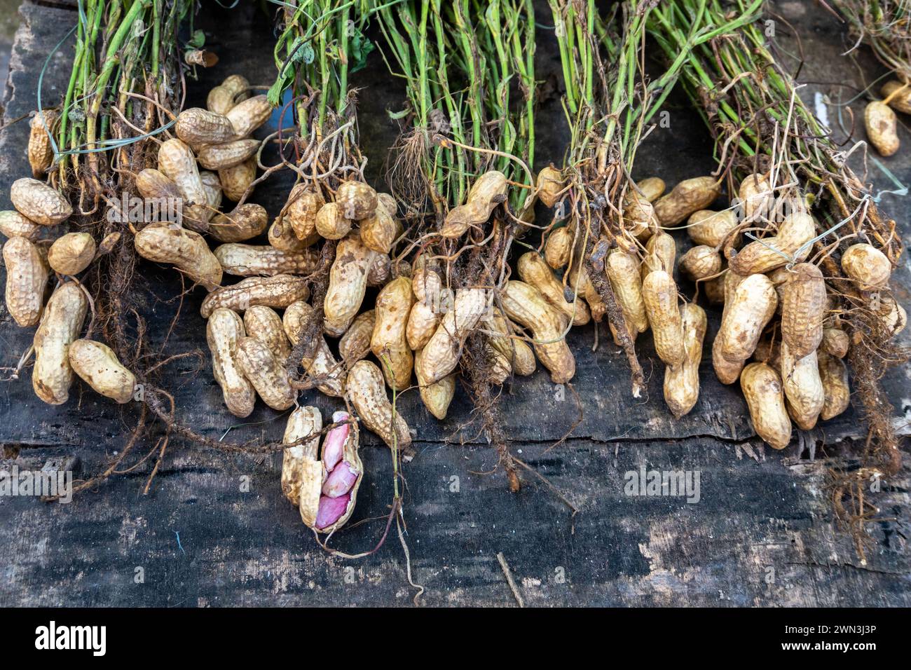 The peanut (Arachis hypogaea), also known as the groundnut, Organic ...
