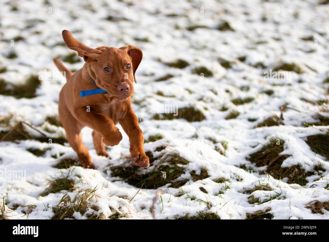 06/12/21 After an unexpected afternoon snow shower, 13-week-old ...