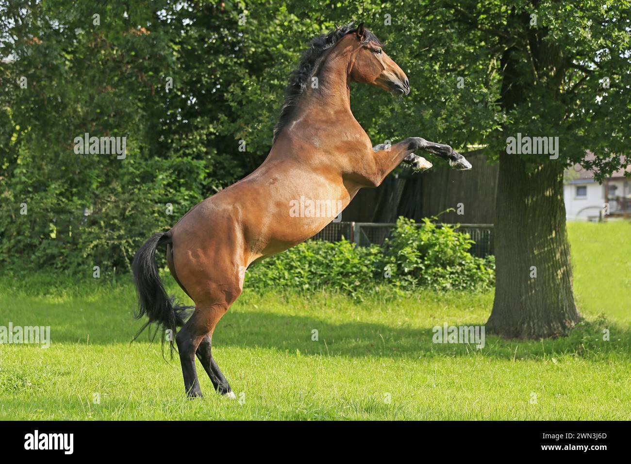 Westphalian horse hi-res stock photography and images - Alamy